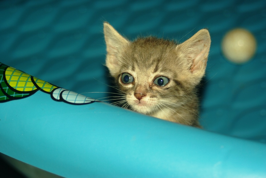 Really Cute Kitty Pictures | Blue Moon Cat Sanctuary